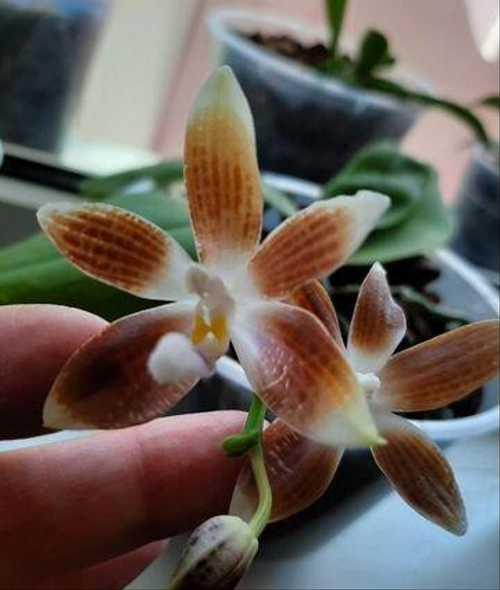 Орхидея Phalaenopsis tetraspis v.coffee