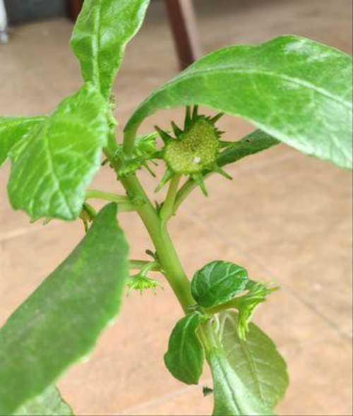 Дорстения (Dorstenia hildebrandtii)
