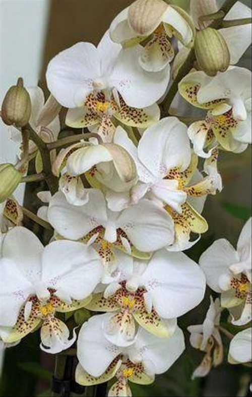 Орхидея Стюартиана Пико Чип