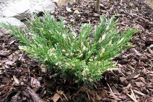 Можжевельник горизонтальный Андорра Варигата