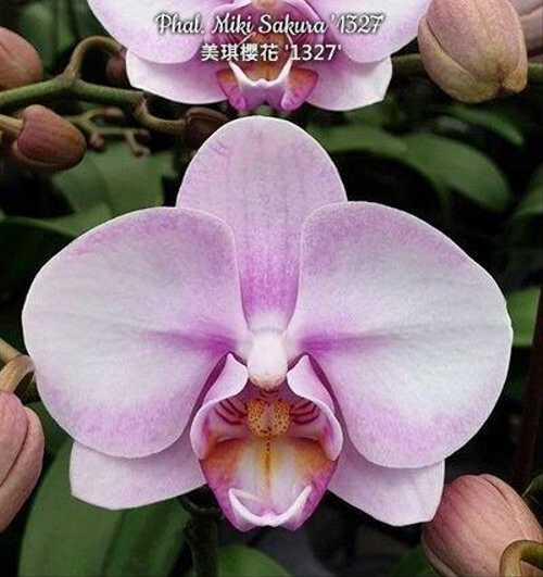 Орхидея Phal. Miki Sakura '1327