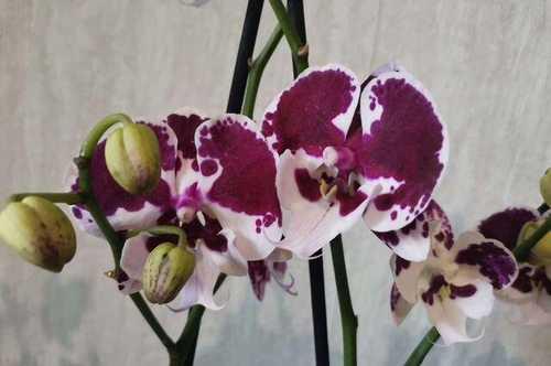 Орхидея фаленопсис биг липы и полубабочка