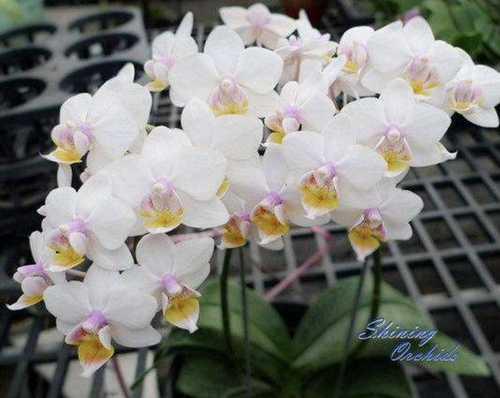 Орхидея Lius Fantasy от Shining Orchids