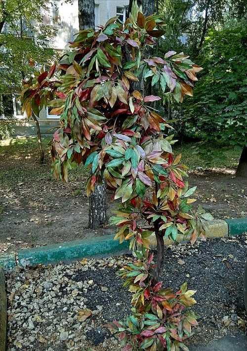 Искусственное дерево, олива цветная. Размер 180см