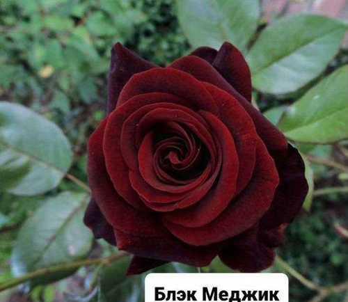 Роза Блэк Меджик (Арт.4)