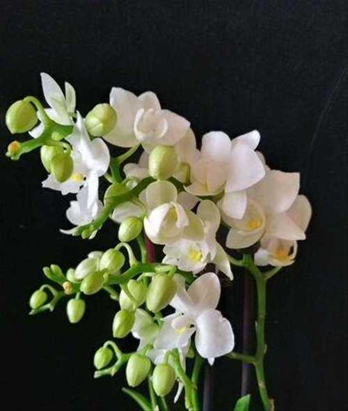 Орхидея белая мультифлора
