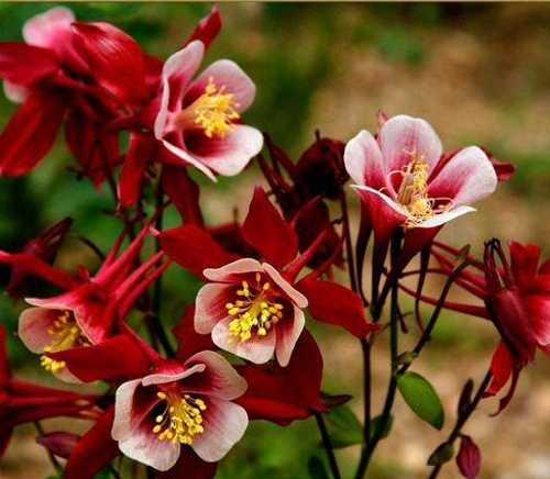 Аквилегия Кримсон Стар (Aquilegia Crimson Star)