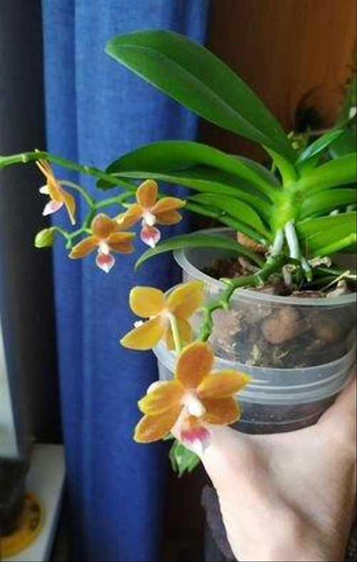 Орхидея фаленопсис Мастерпис