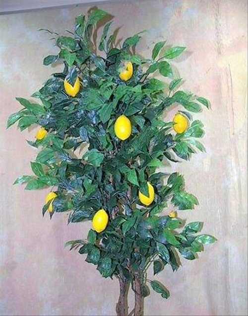 Лимонное дерево с плодами для декора