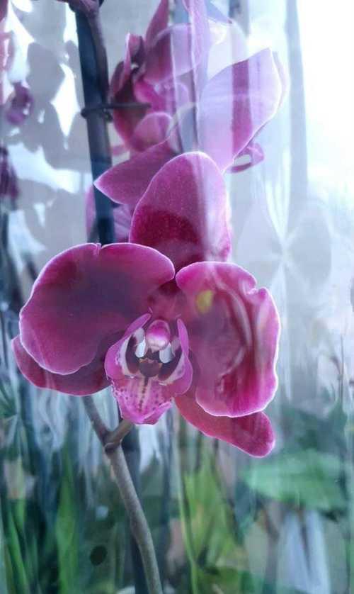 Орхидея фаленопсис 94817 чернильная винная