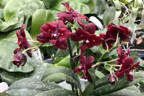 Орхидея Phal.(Sogo Gotris-Taida Pearl)’ black ES-1