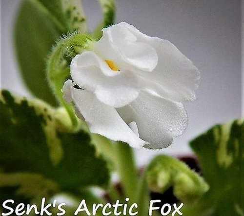 Фиалка senk s arctic fox фото