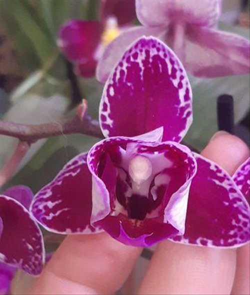 Phal chia e yenlin variegata фото