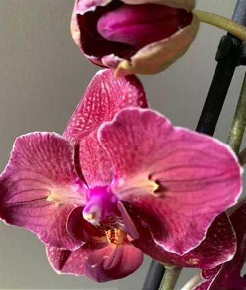 Орхидея фаленопсис бабочка Черри Бомб