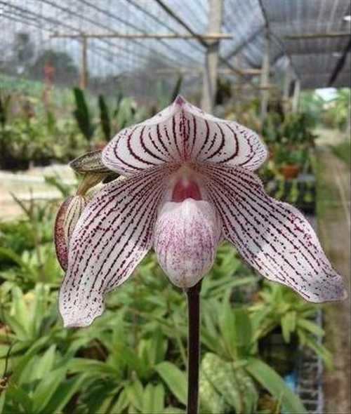 Орхидея paph woluwense (rothschildianum x niveum