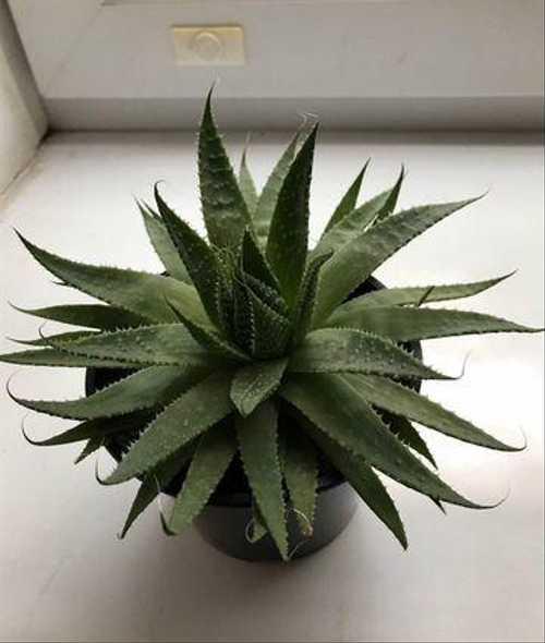Алое остистое (Aloe Aristata)