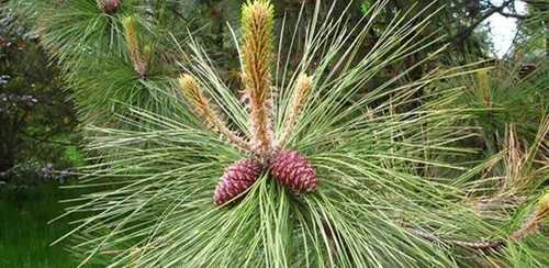 Семена сосна желтая ponderosa pine