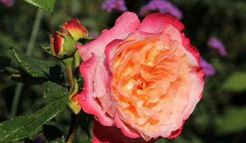 Питомник продаёт розу Августа Луиза