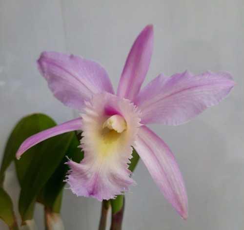 Орхидея каттлея (B.digbyana x c.walkeriana)