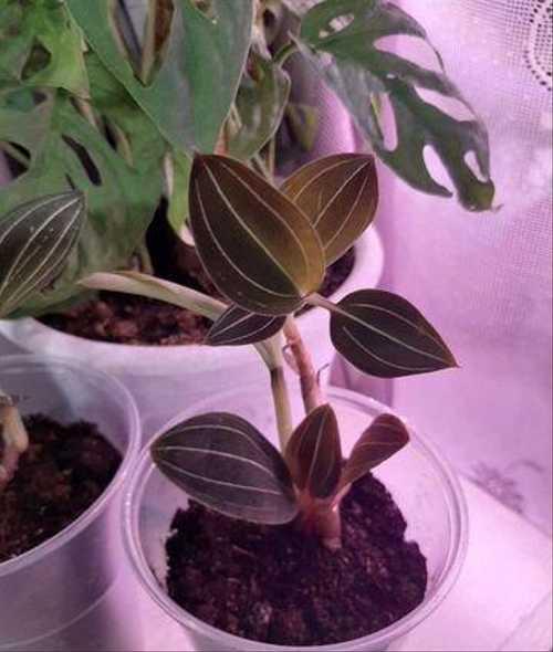 Орхидея лудизия, строманта триостар