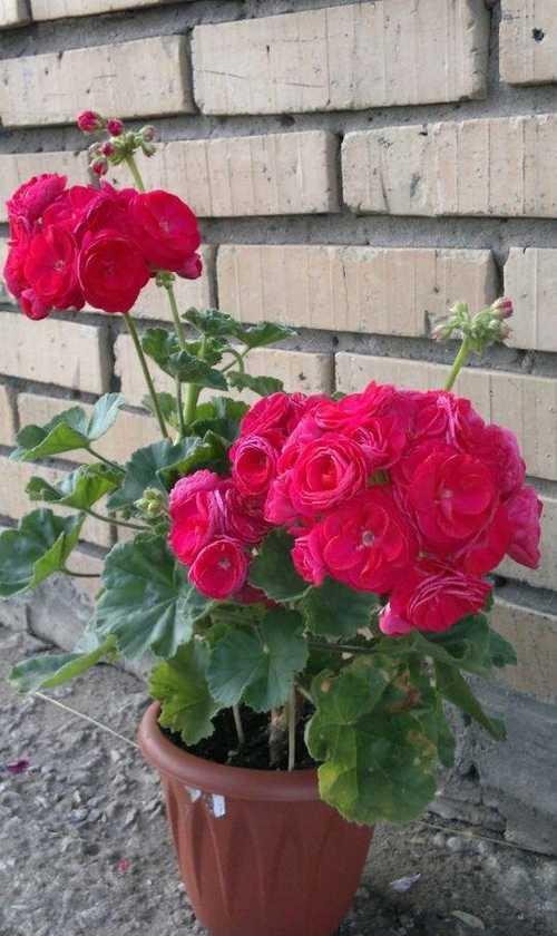 Вива розита пеларгония фото описание