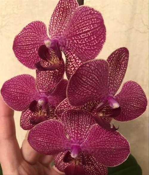 Орхидея фаленопсис кимоно