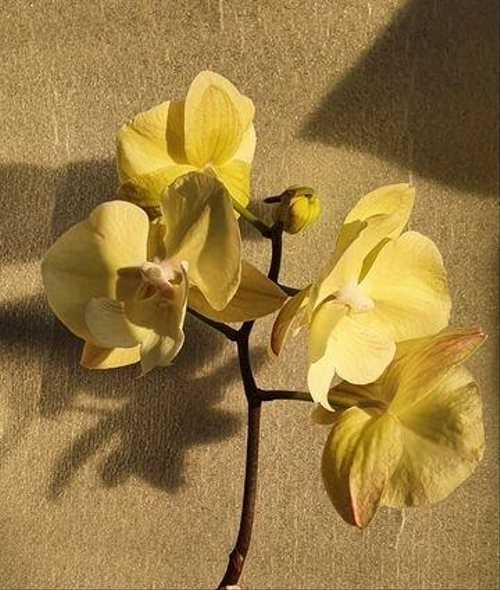 Орхидея фаленопсис биг лип желтый цветущая