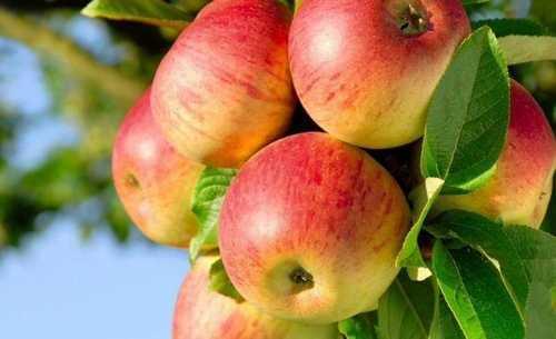 Саженцы яблони Медуница (летнее)