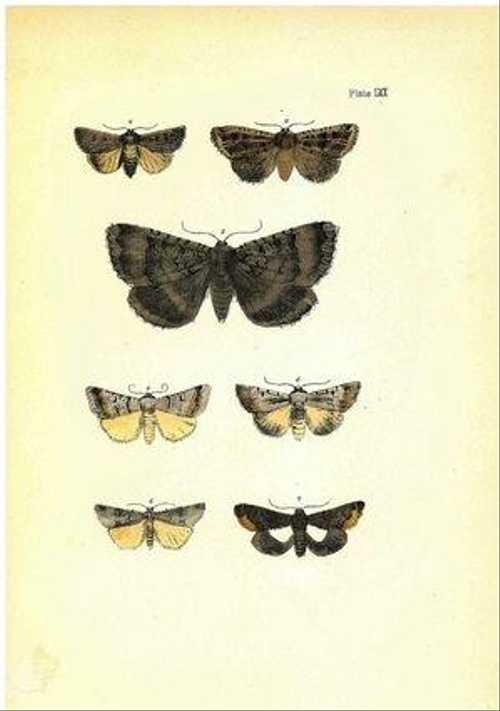 Гравюра. Литография. Бабочки. Англия