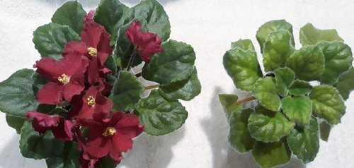 Фото ness antique red фото