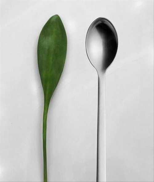 Сансевиерия. TEA spoon (листва в виде ложки)