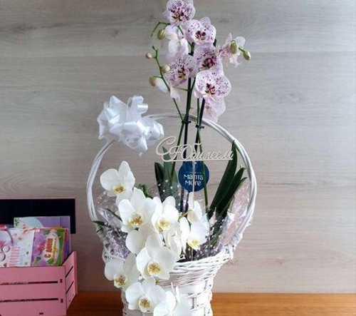 Корзина цветов Орхидеи 95556 Фаленопсис Биг Лип и