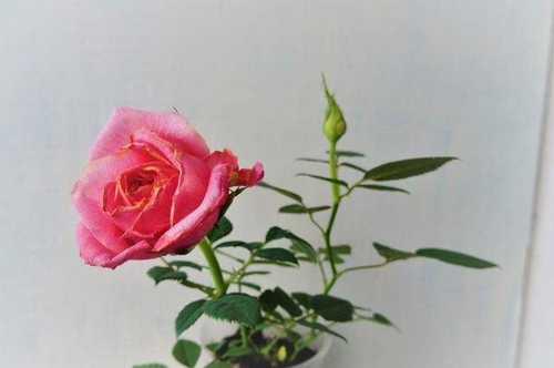 Комнатная Роза / Роза Кордана нежно-розовая