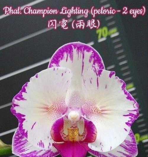 Орхидея Phal. Champion Lightning (peloric - 2 eyes