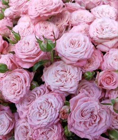Цветы, кустовые розы "Мадам бомбастик"
