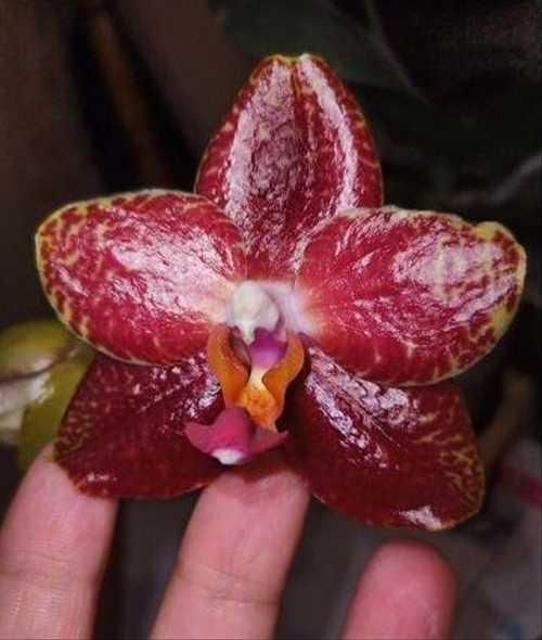Орхидея фаленопсис P. Al Sun Hannover 'Red'