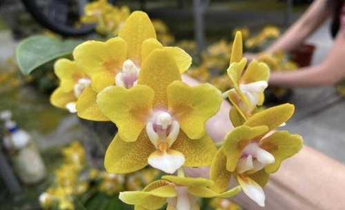 Орхидея фаленопсис Phal. Mainshow Little Star