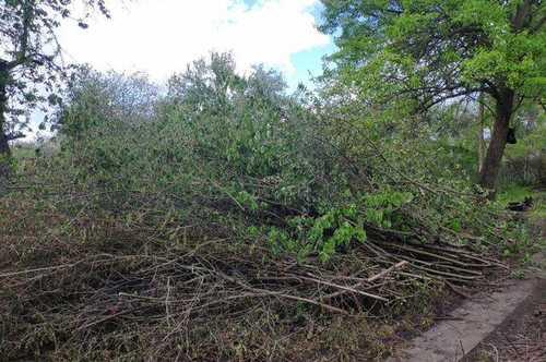 Ветки на дрова бесплатно