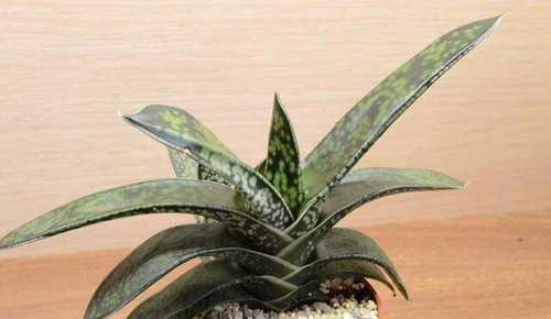 Gasteria sp. (Гастерия) (SCT28110)