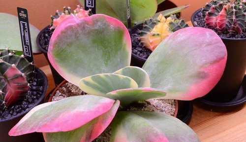 Kalanchoe Thyrsiflora variagate (Каланхоэ варегатн