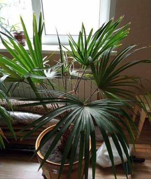 Пальма веерная "Трахикарпус" Н 140 см