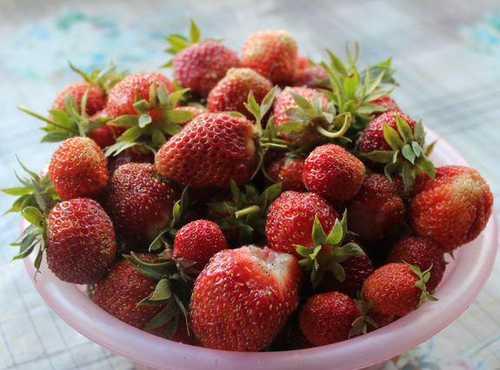 Кустики молодые сортовой клубники