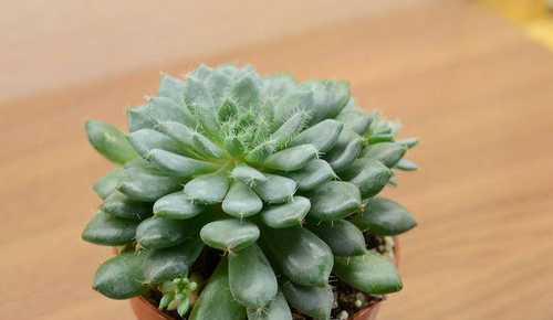 Echeveria Setosa var. Deminuta (Эхеверия) (SCT2822