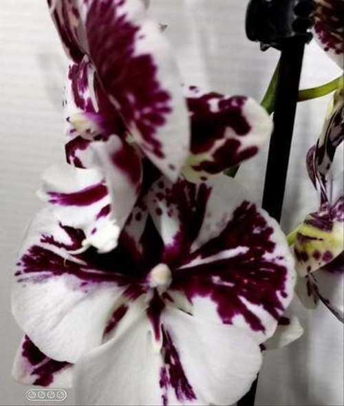 Орхидея фаленопсис биг лип Шоколад-Арлекино