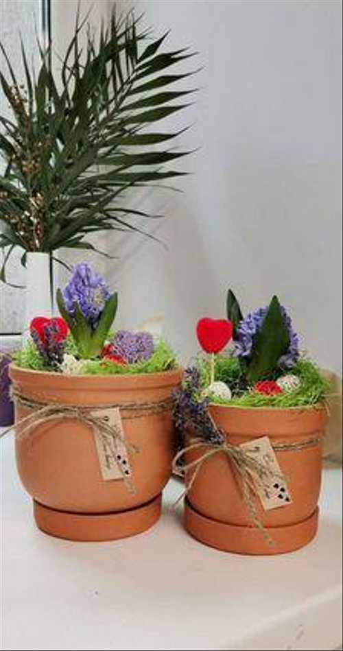 Подарки учителям. Гиацинт в горшке