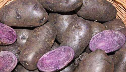 Семенной картофель фиолетовый