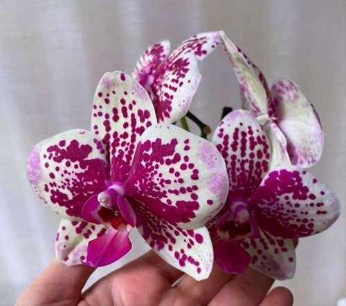 Орхидея фаленопсис фронтера