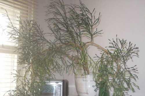 Растение комнатное "Хатиора"