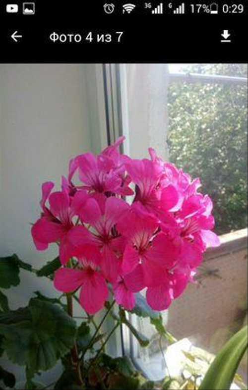 Герань, пелаогония