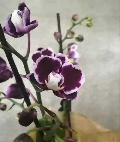 Фаленопсис Полька Дотс орхидея